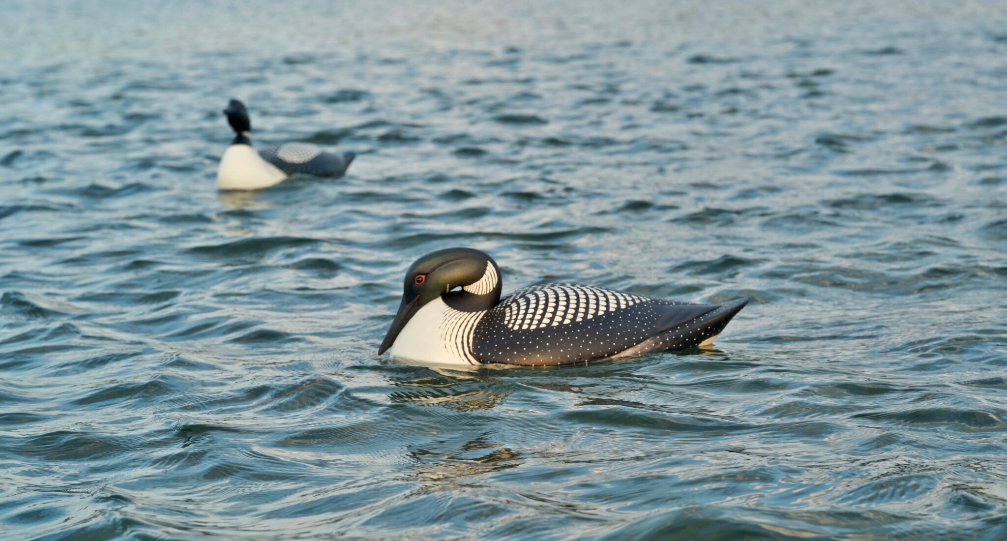 Gallery of Wildlife Sculpture and Decoys by Joshua Brewer